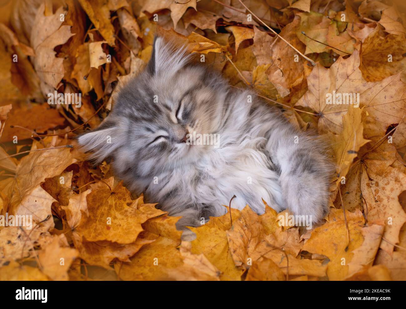 German Longhair kitten Stock Photo - Alamy