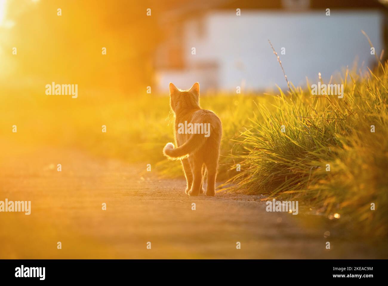 Ginger cat backlight hi-res stock photography and images - Alamy