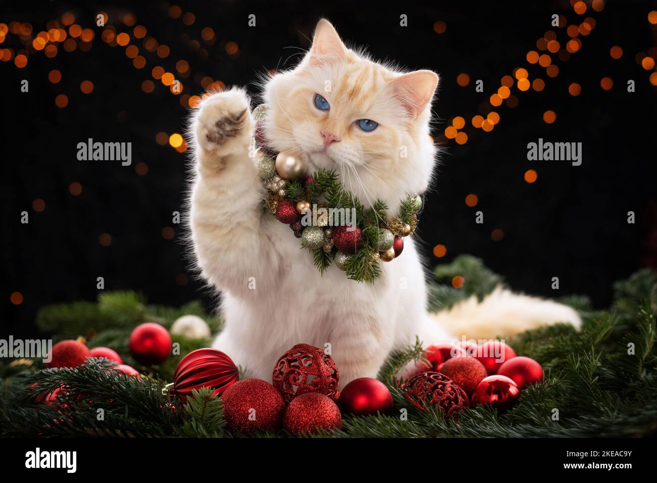 Christmas ragdoll cat hi-res stock photography and images - Alamy