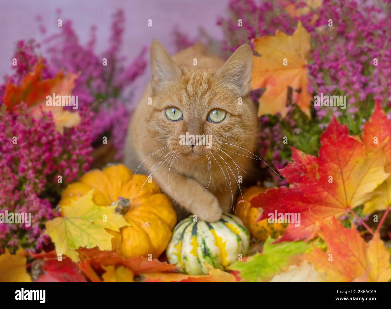cat in autumn Stock Photo - Alamy