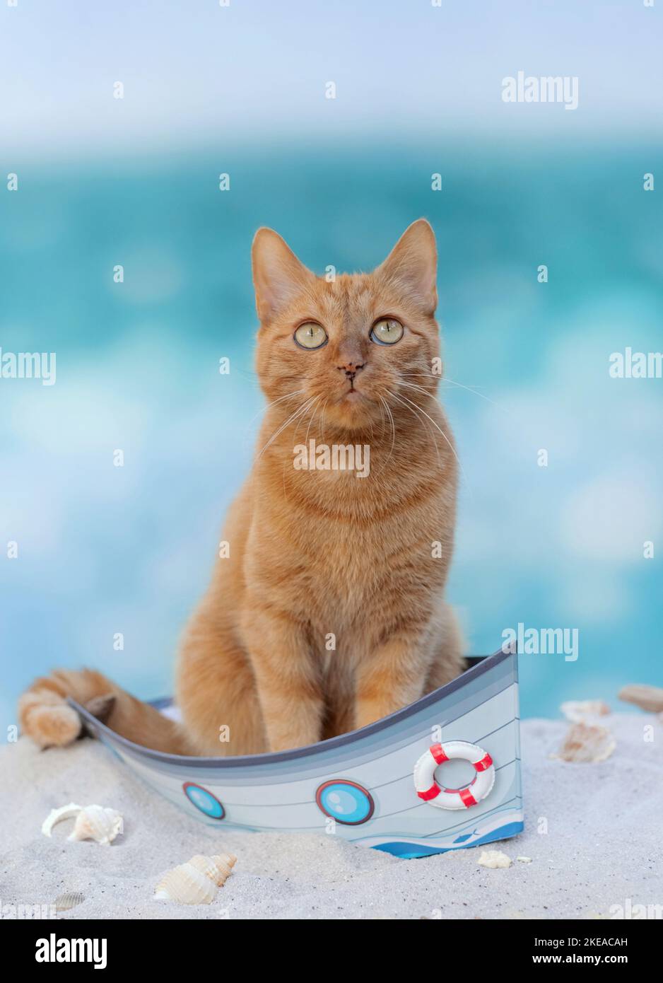 cat in studio Stock Photo - Alamy
