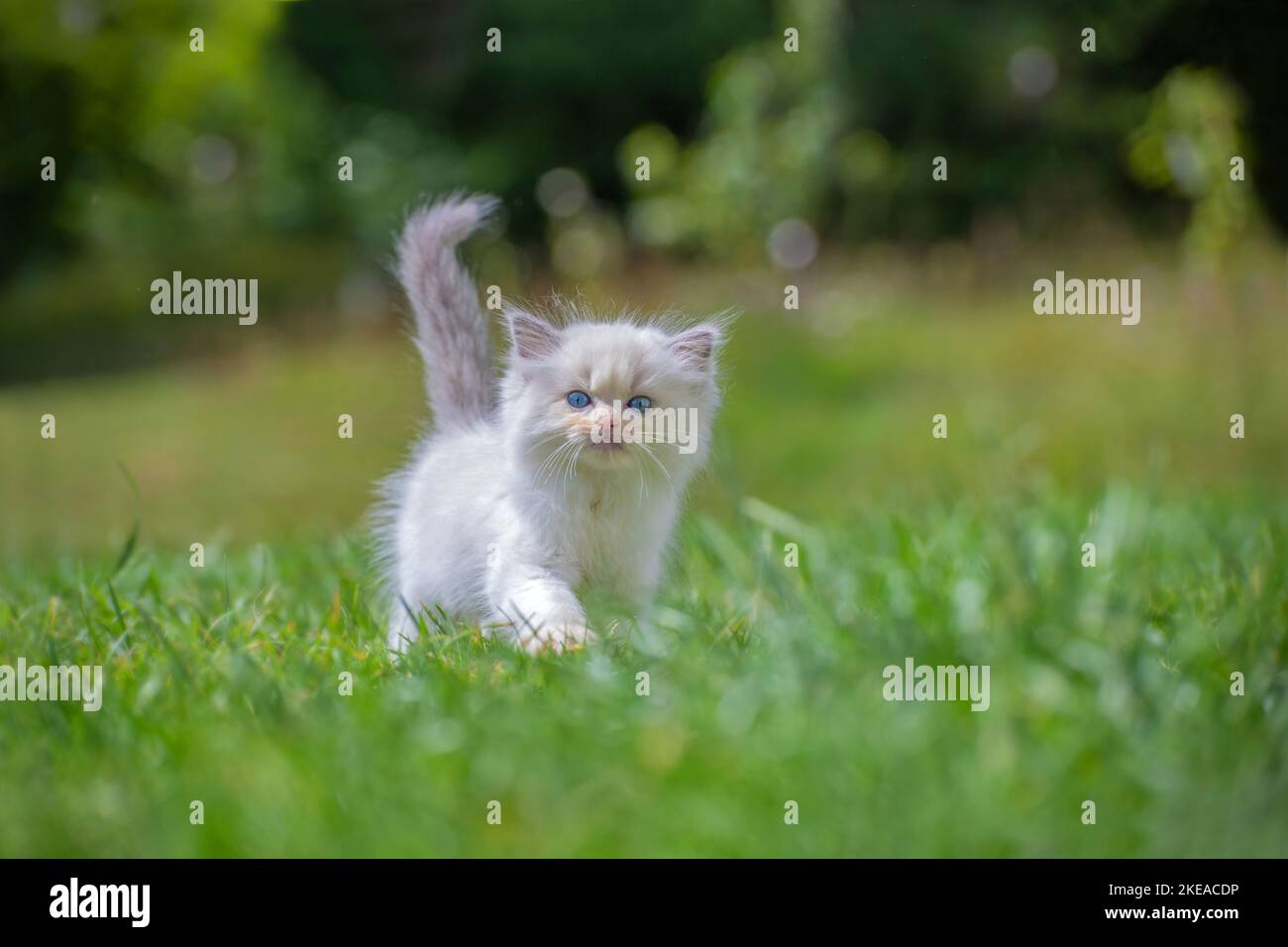 Ragdoll cat walks hi-res stock photography and images - Alamy