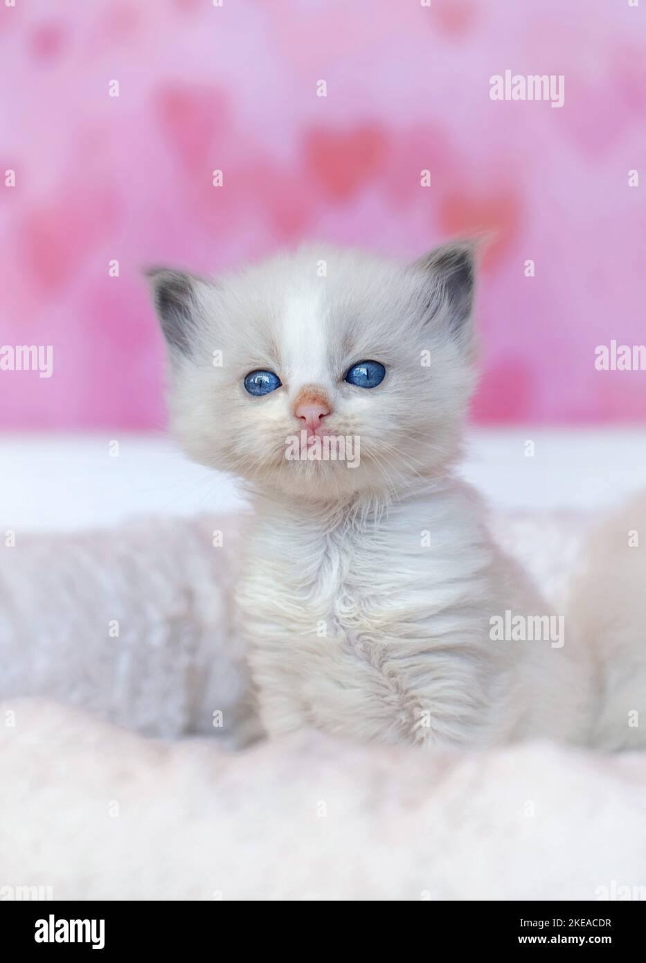 Young ragdoll cat her bed hi-res stock photography and images - Alamy