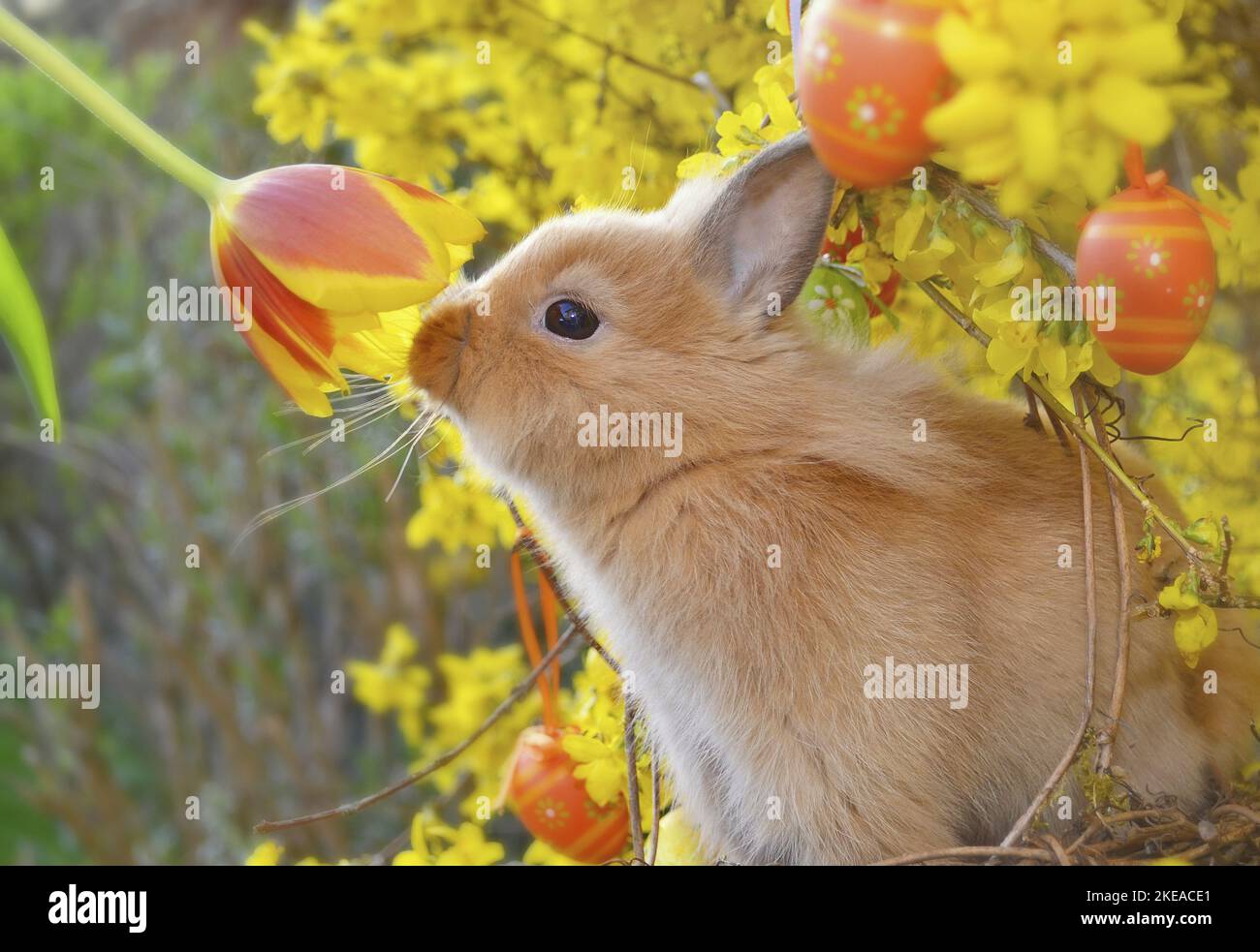 Dwarf forsythia hi-res stock photography and images - Alamy