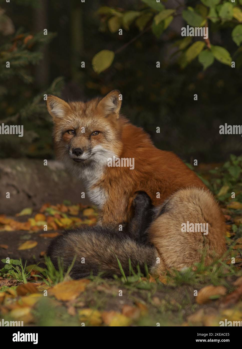 Red fox edge wood hi-res stock photography and images - Alamy