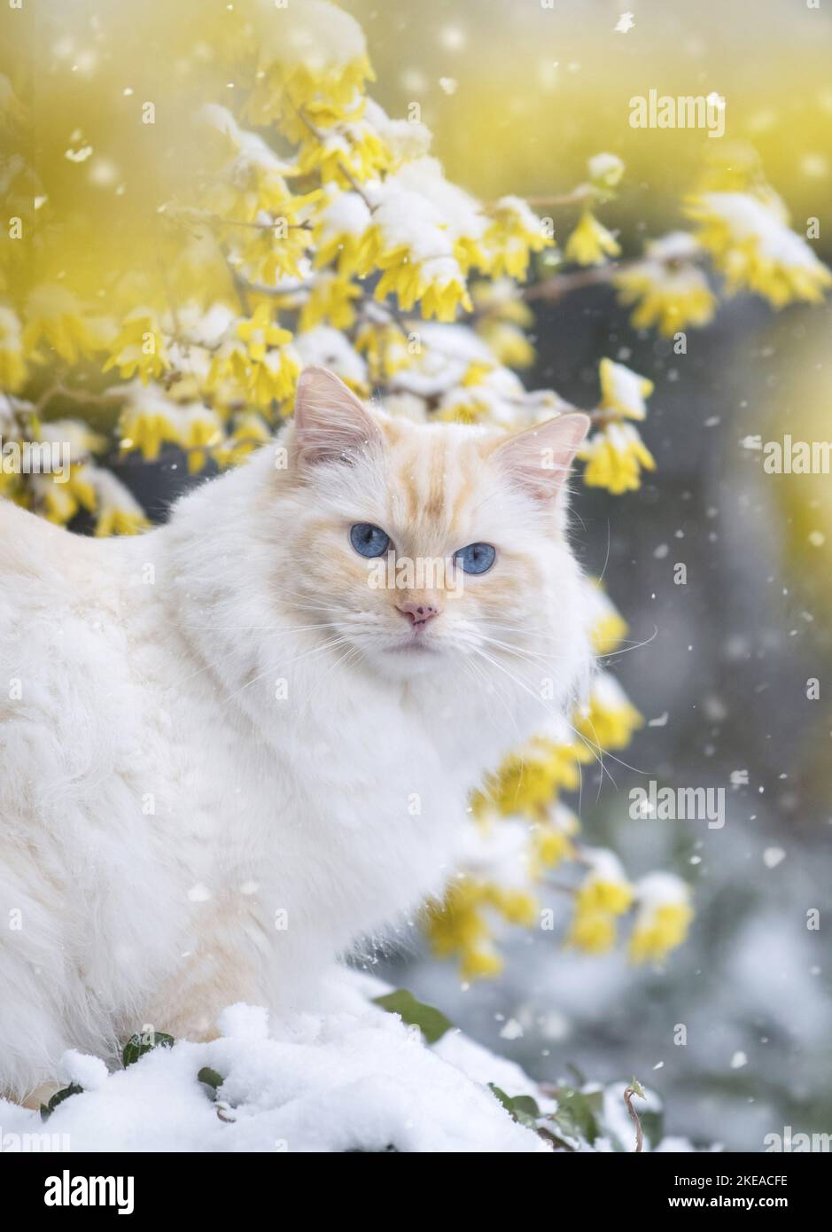 Spring flurries hi-res stock photography and images - Alamy