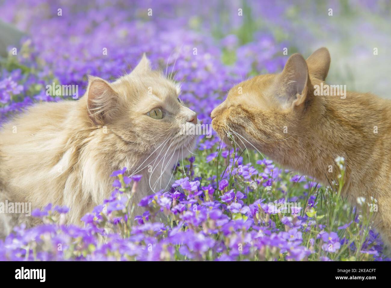 Encounter two domestic cats hi-res stock photography and images - Alamy