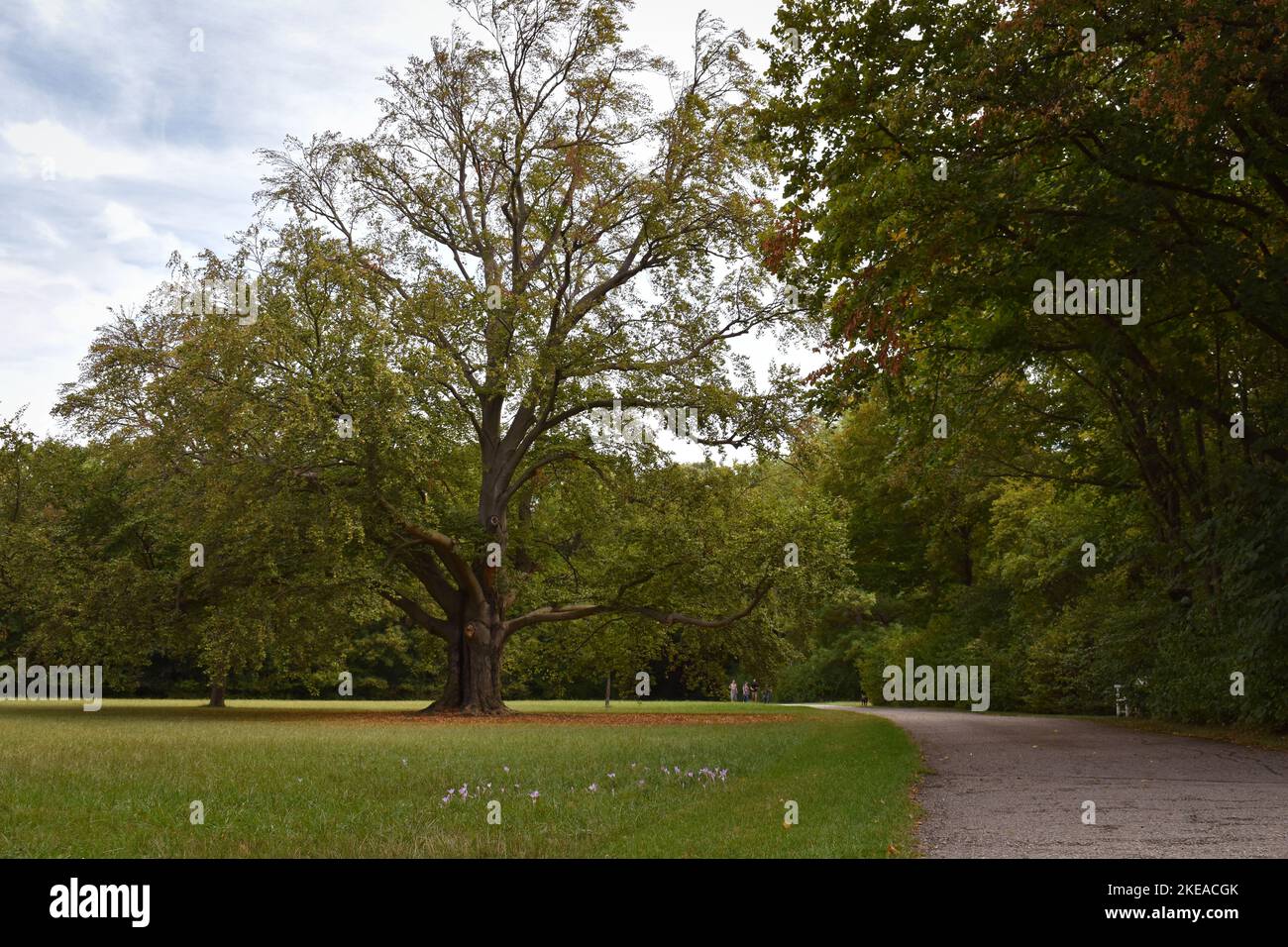 A huge tree by the side of the road Stock Photo - Alamy