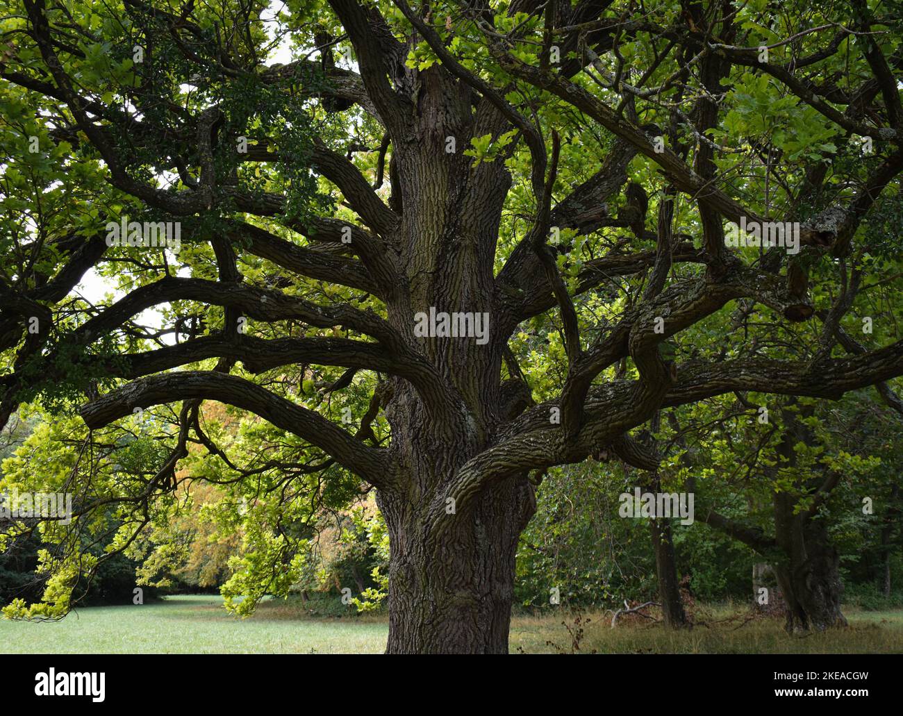 Sprawling plants hi-res stock photography and images - Alamy