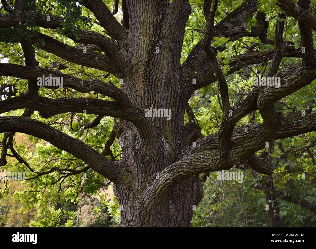 Wonderful sprawling tree in the park Stock Photo - Alamy