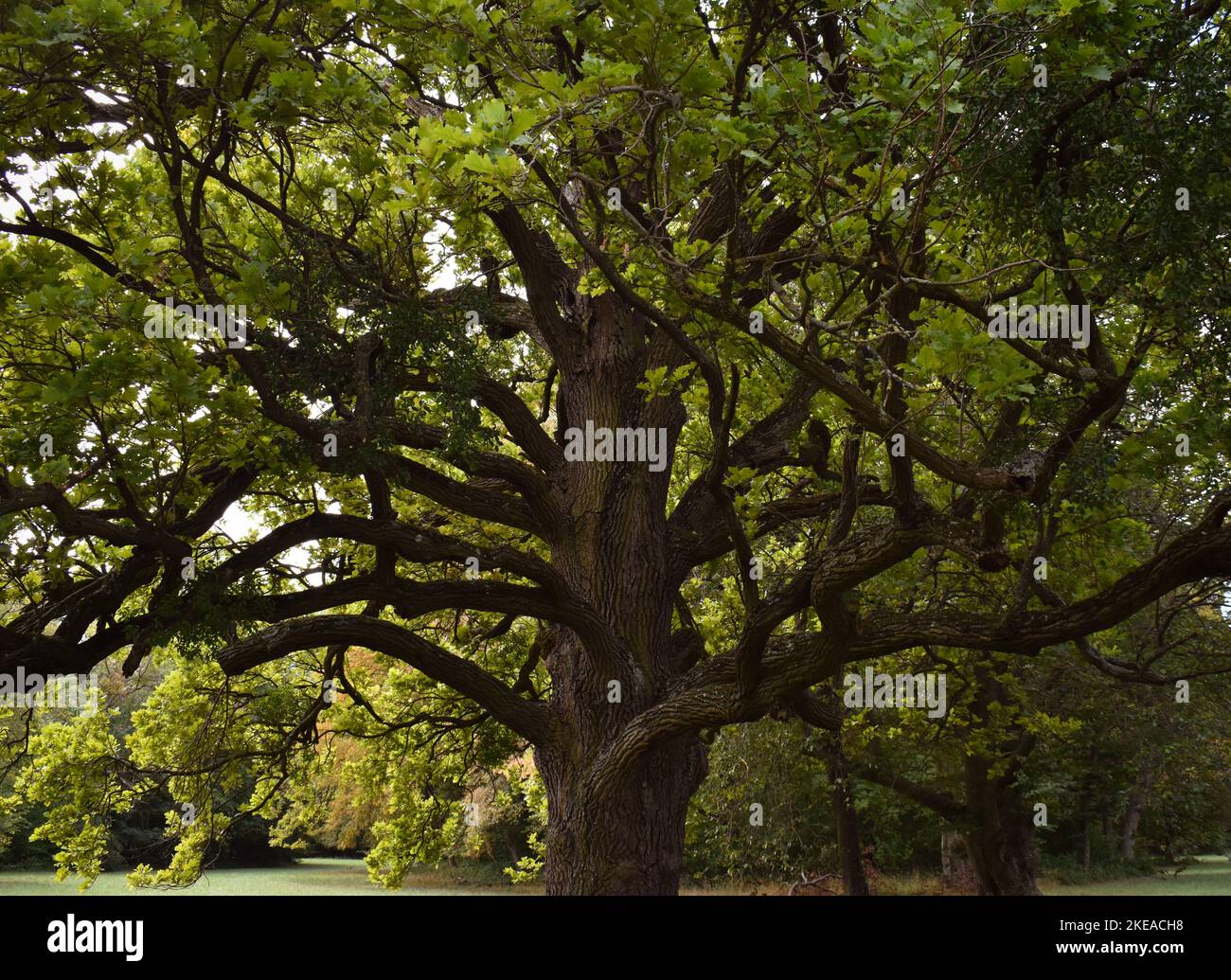 Sprawling plants hi-res stock photography and images - Alamy