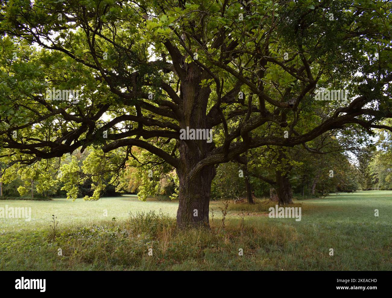Sprawling plants hi-res stock photography and images - Alamy