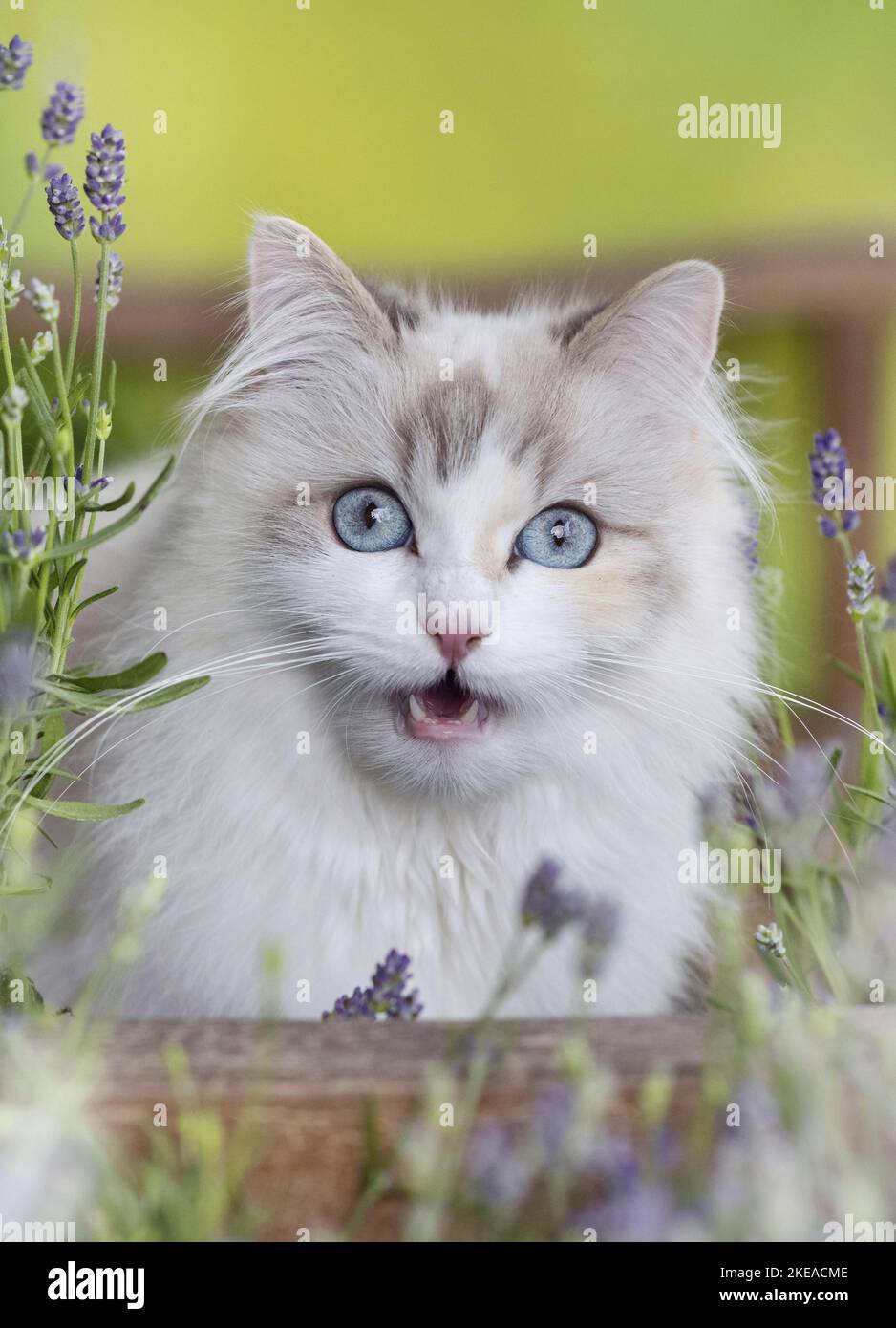 Crying tortoise hi-res stock photography and images - Alamy