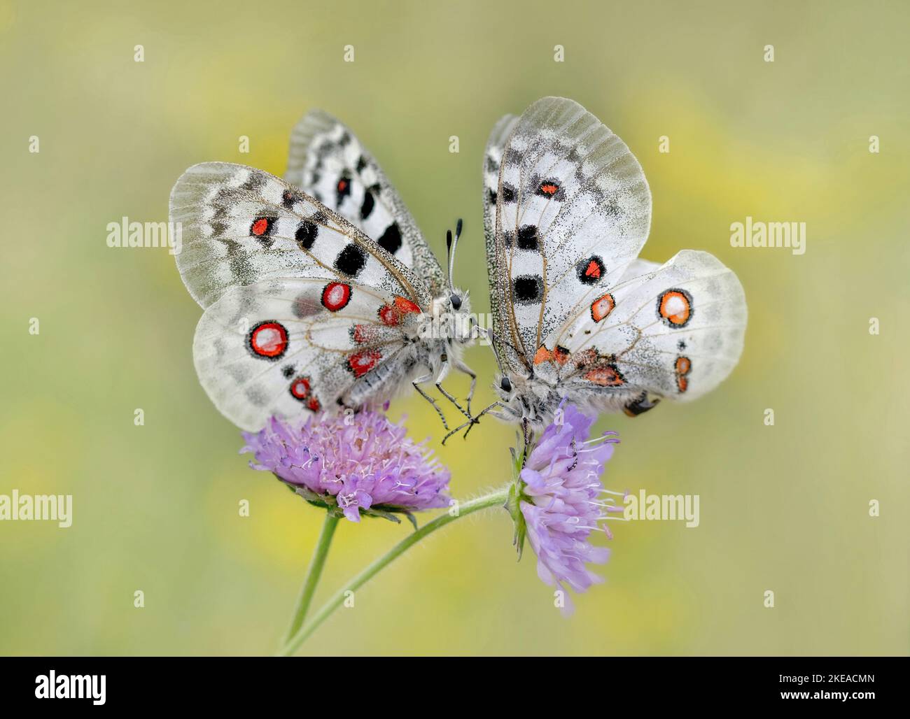 Two apollo parnassius apollo hi-res stock photography and images - Alamy