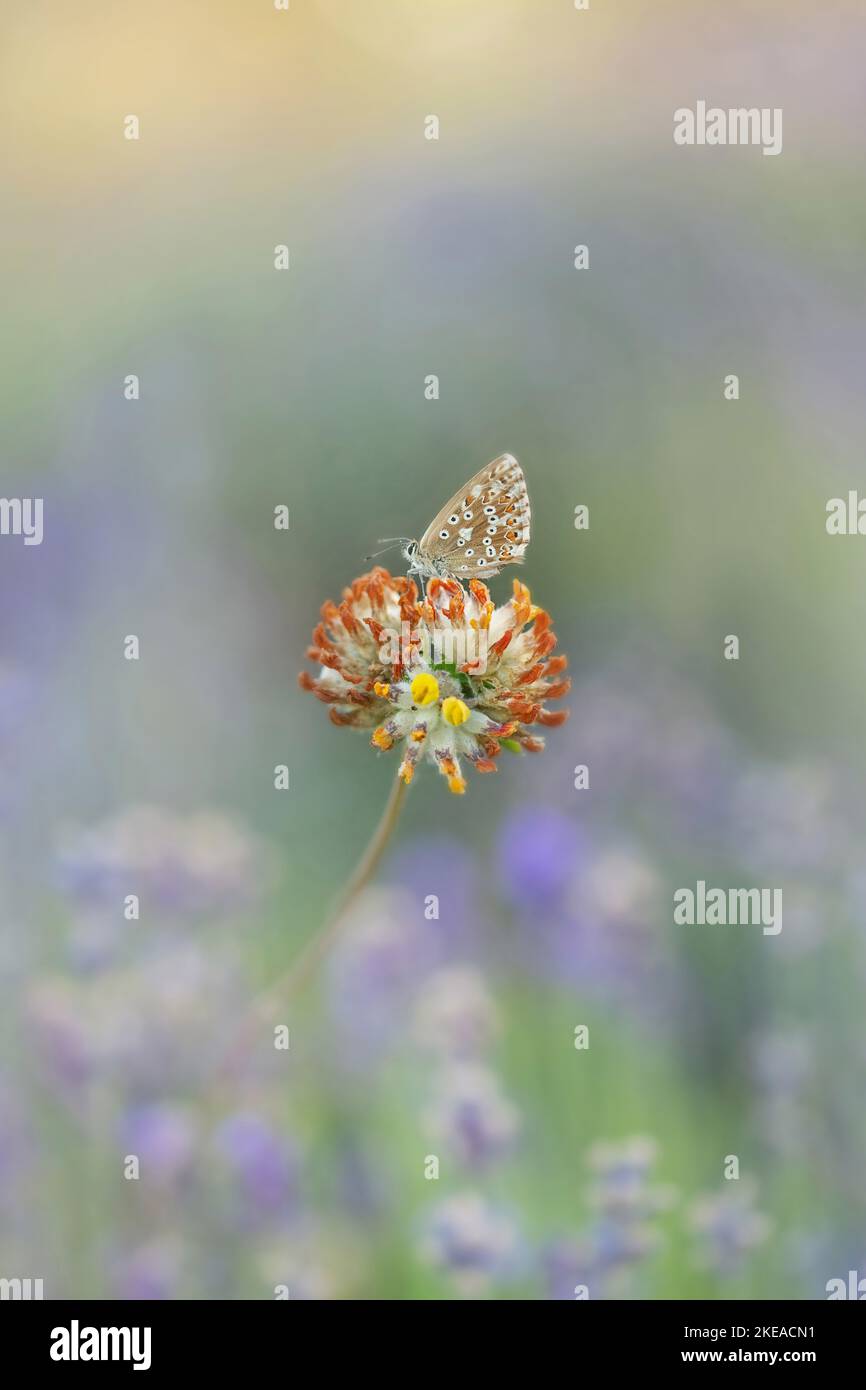 Gossamer winged butterflies hi-res stock photography and images - Alamy