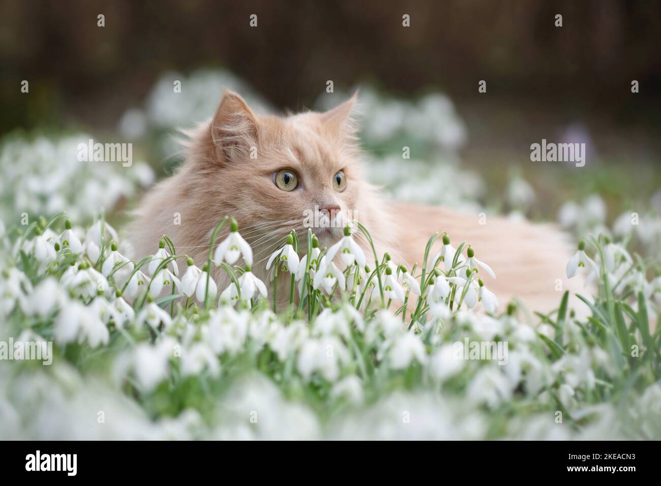 adult German Longhair Stock Photo - Alamy