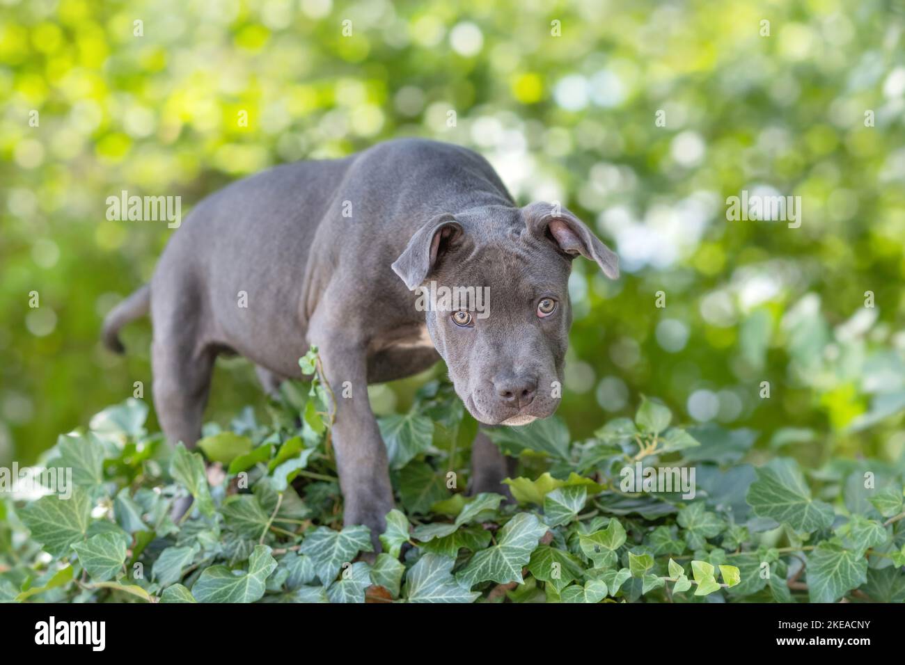 American bully xl hi-res stock photography and images - Alamy
