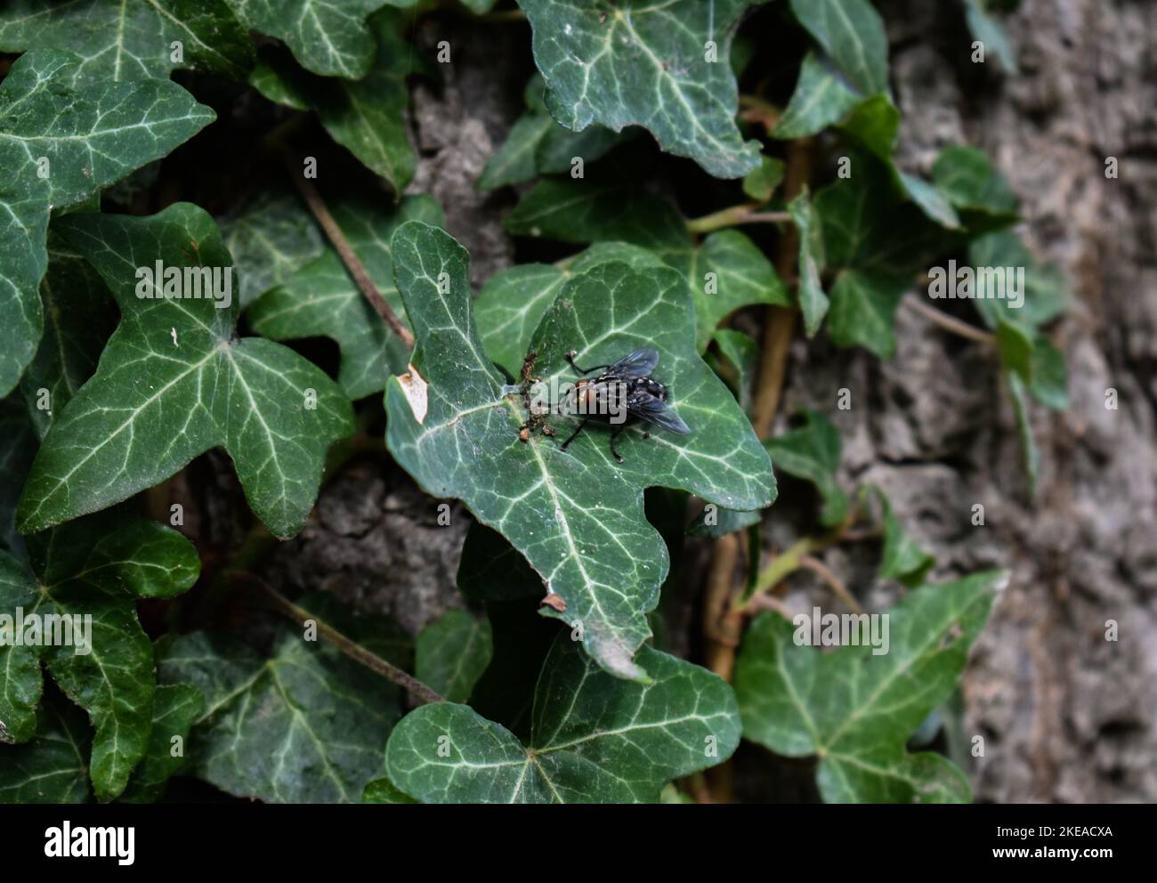 Withered ivy hi-res stock photography and images - Alamy