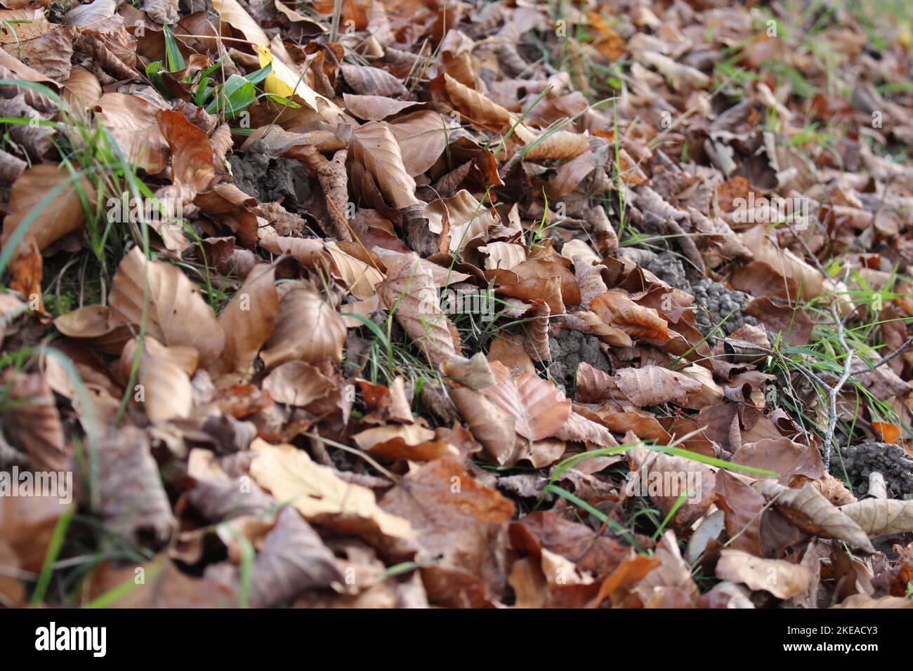 autumn vibes with some leaf Stock Photo - Alamy