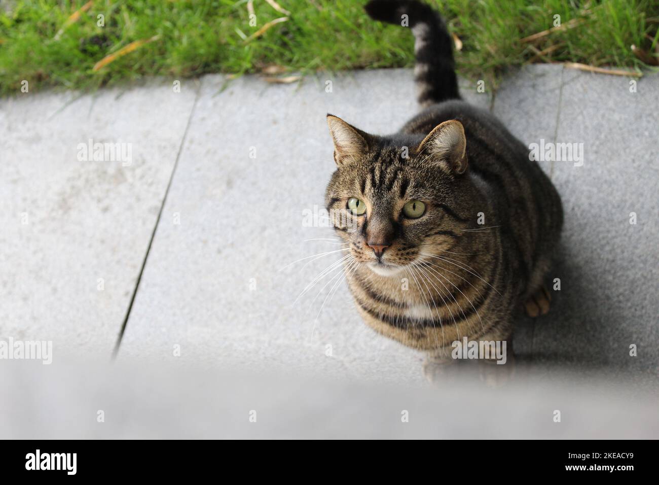 cute cat - cat waiting for food - cat looking at some birds Stock Photo ...