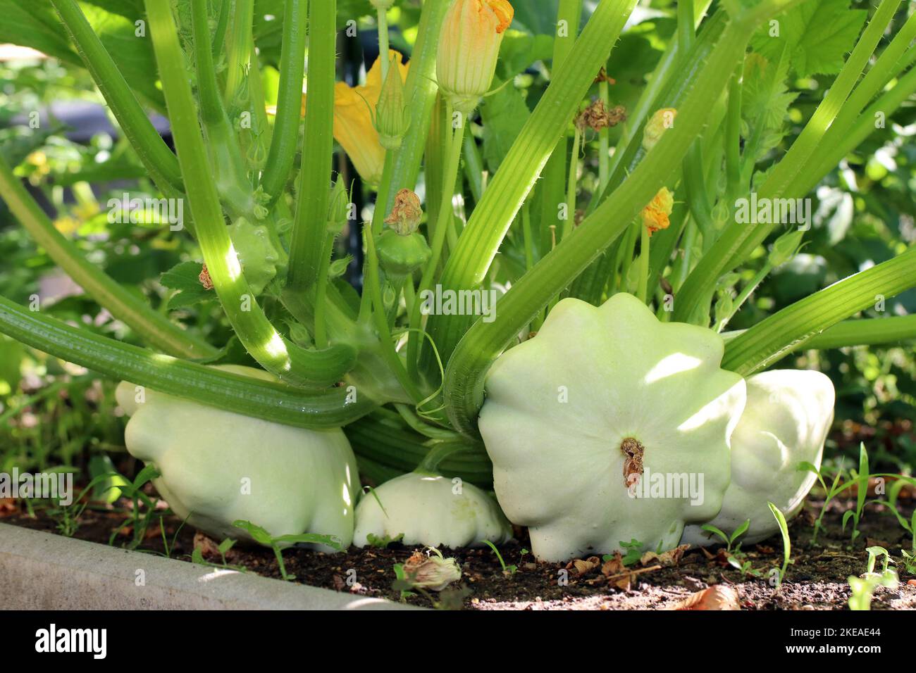 The young and mature fruits of the white scallop squash lie on the ...