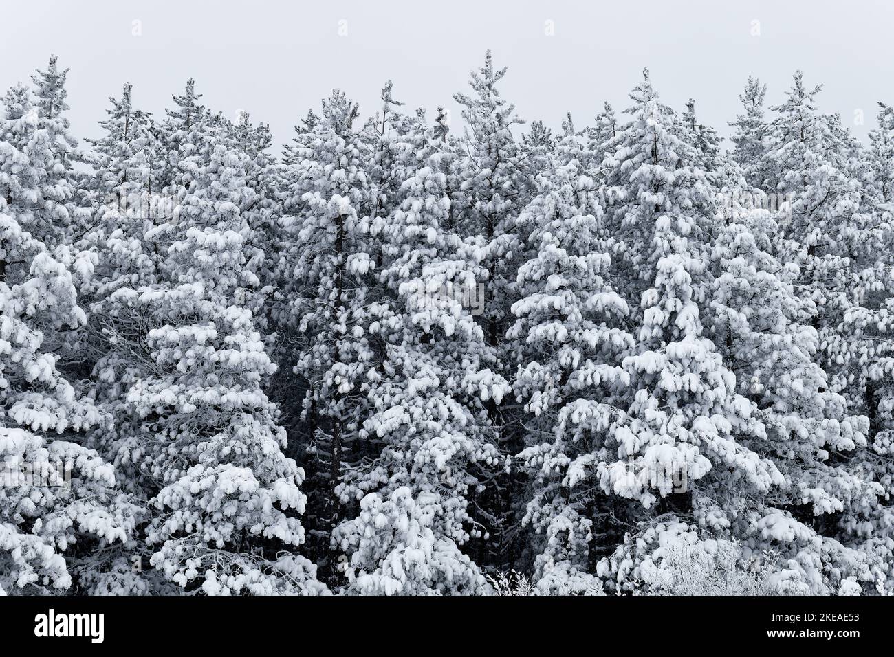 Pine trees full of snow in the deep forest during winter. Forest ...