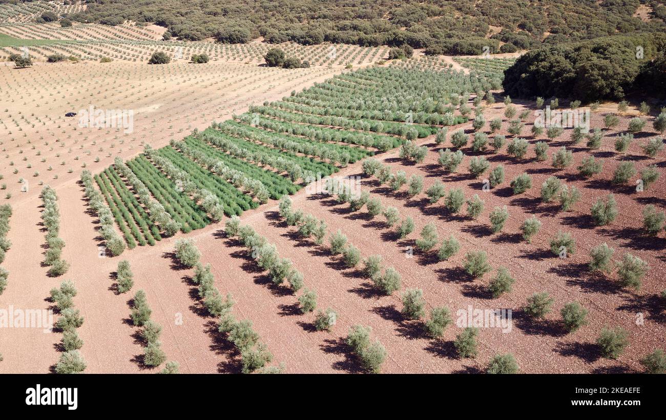 Aerial drone view of olive trees plantation in Andalusia, Spain. Vast ...