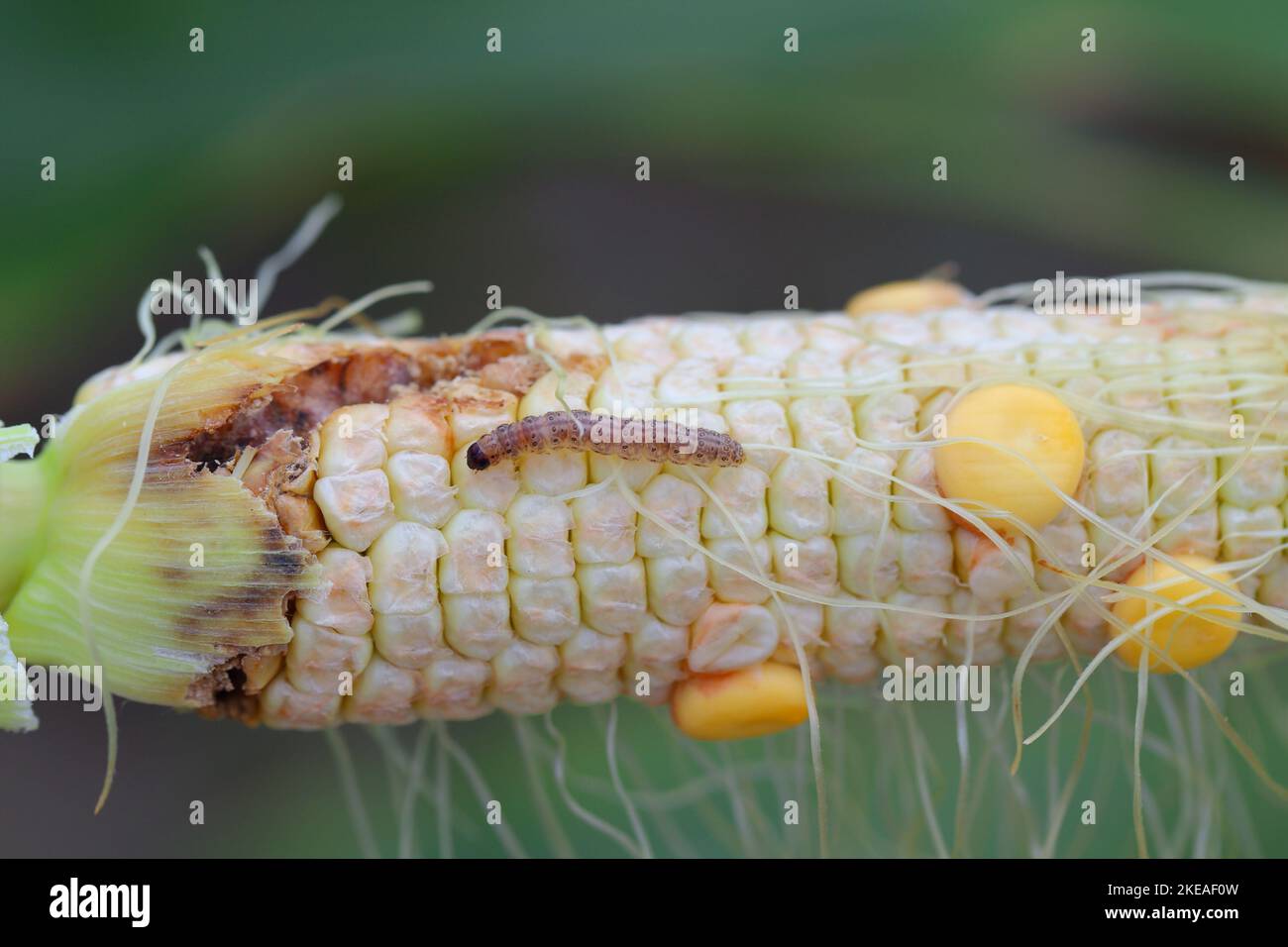 Maize, corn damaged by larva, caterpillar of European Corn Borer ...
