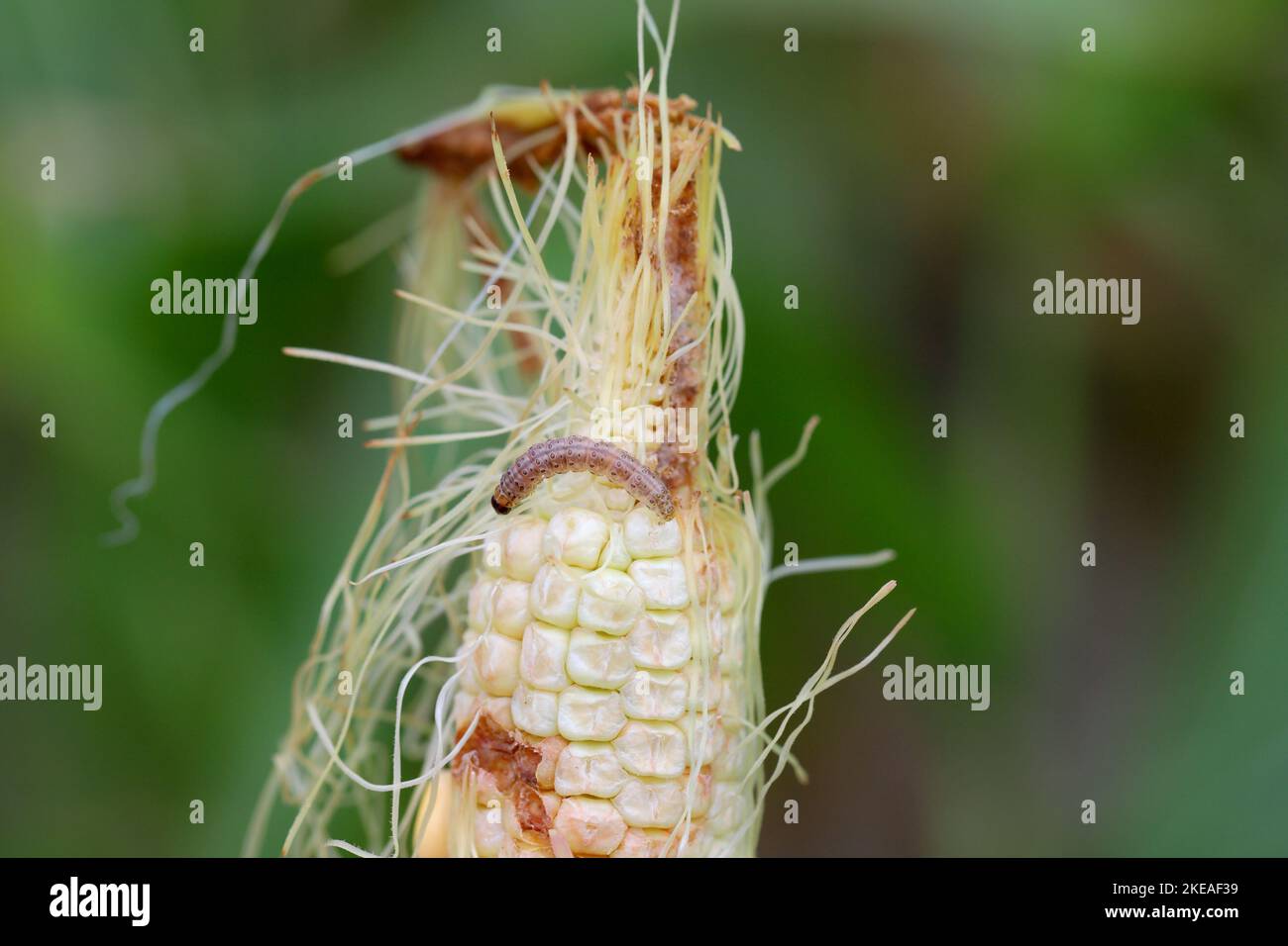 Maize, corn damaged by larva, caterpillar of European Corn Borer ...