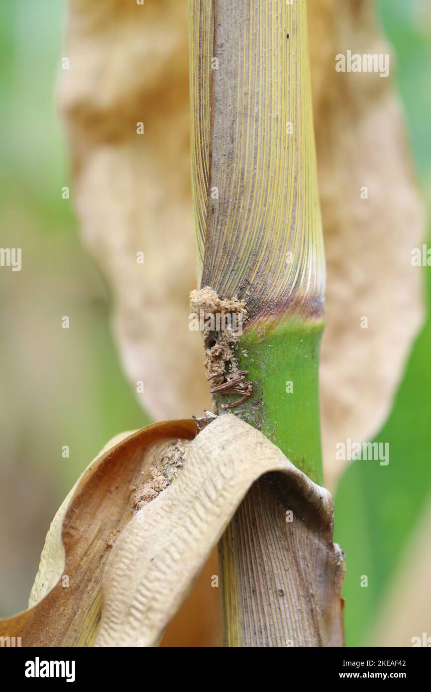 Maize, corn damaged by larva, caterpillar of European Corn Borer ...