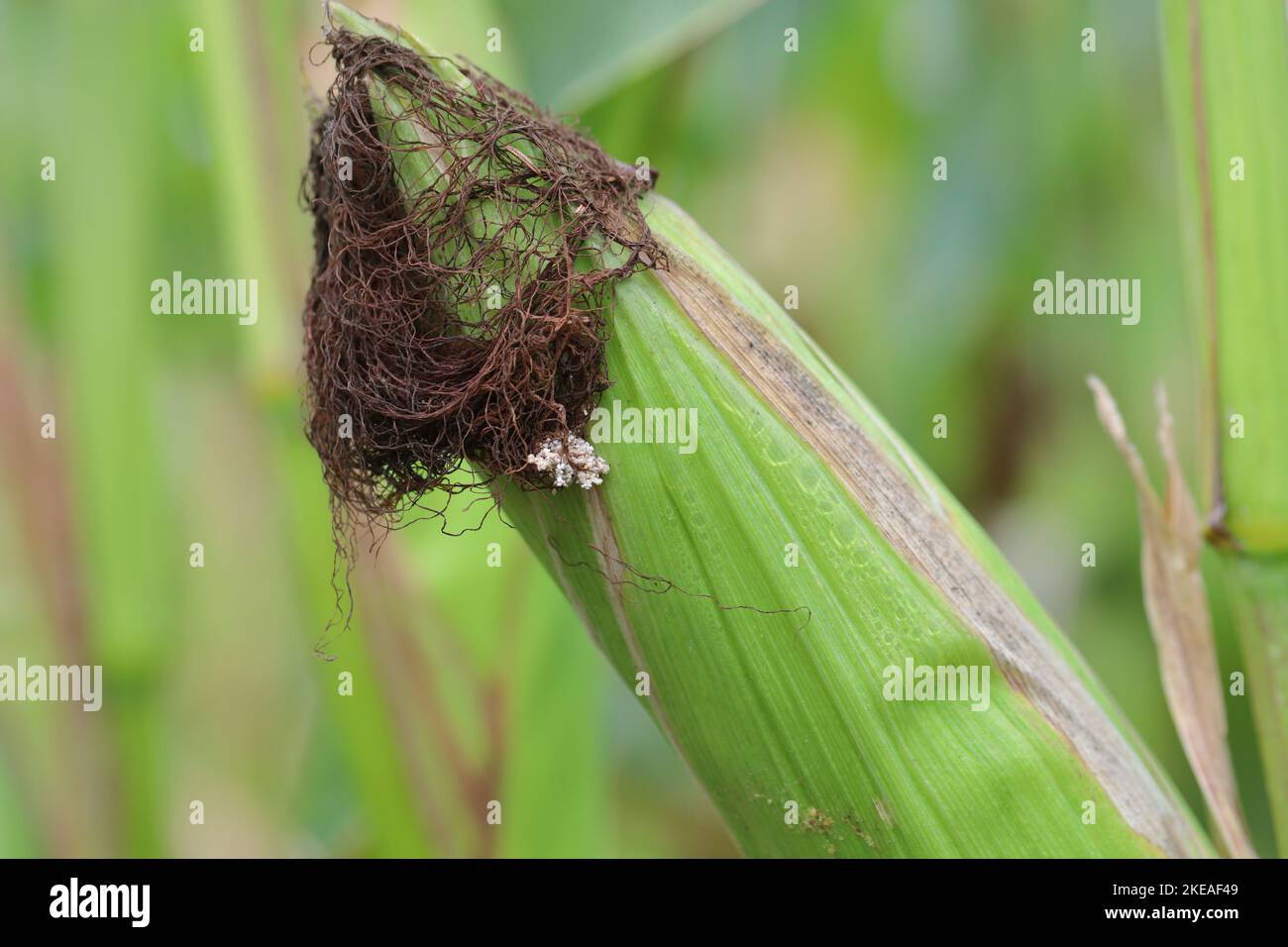 Maize, corn damaged by larva, caterpillar of European Corn Borer ...