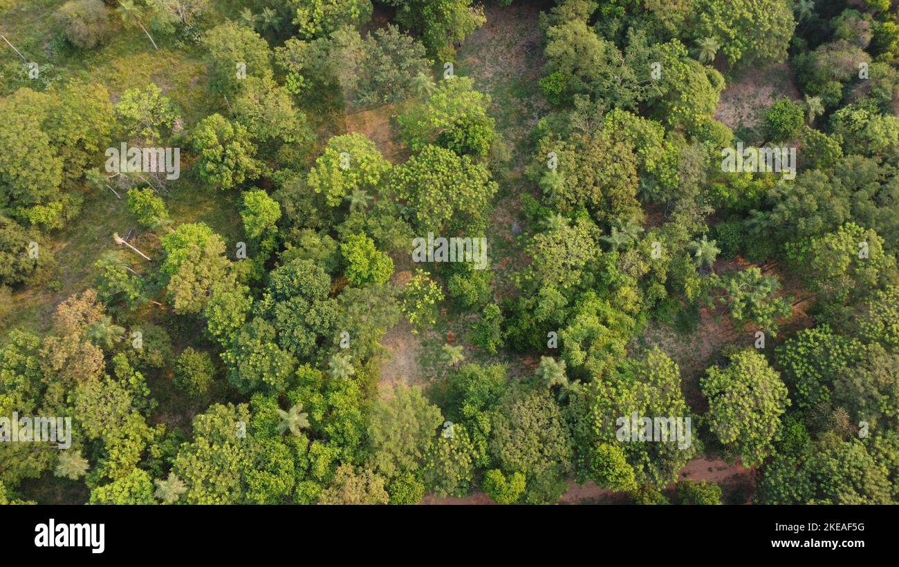 An aerial view of trees growing in a forest Stock Photo - Alamy