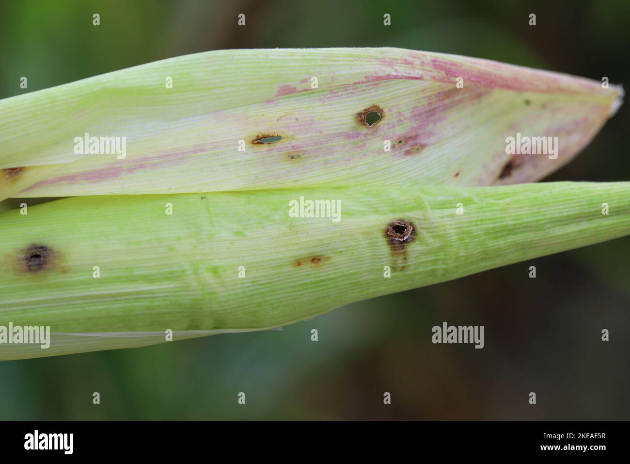 Maize, corn damaged by larva, caterpillar of European Corn Borer ...