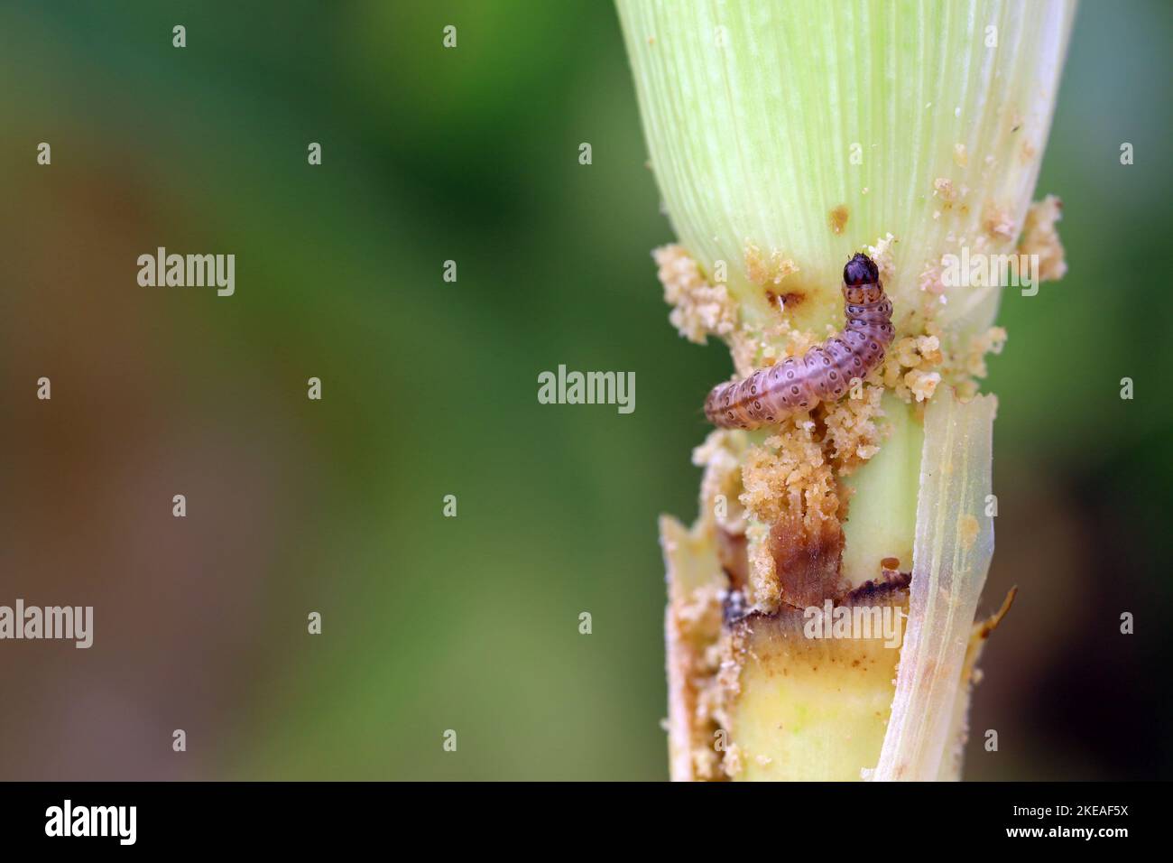 Maize, corn damaged by larva, caterpillar of European Corn Borer ...