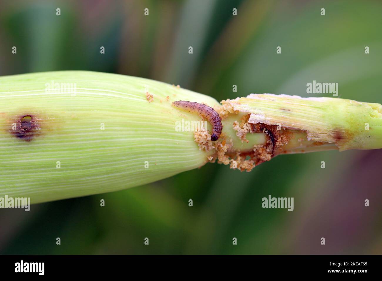 Maize, corn damaged by larva, caterpillar of European Corn Borer ...