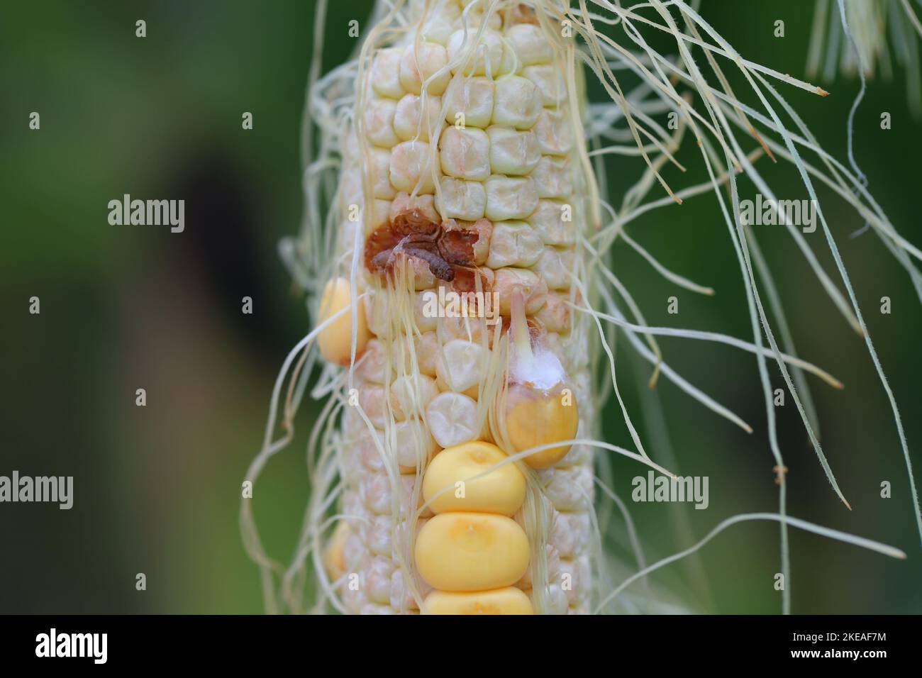 Maize, corn damaged by larva, caterpillar of European Corn Borer ...