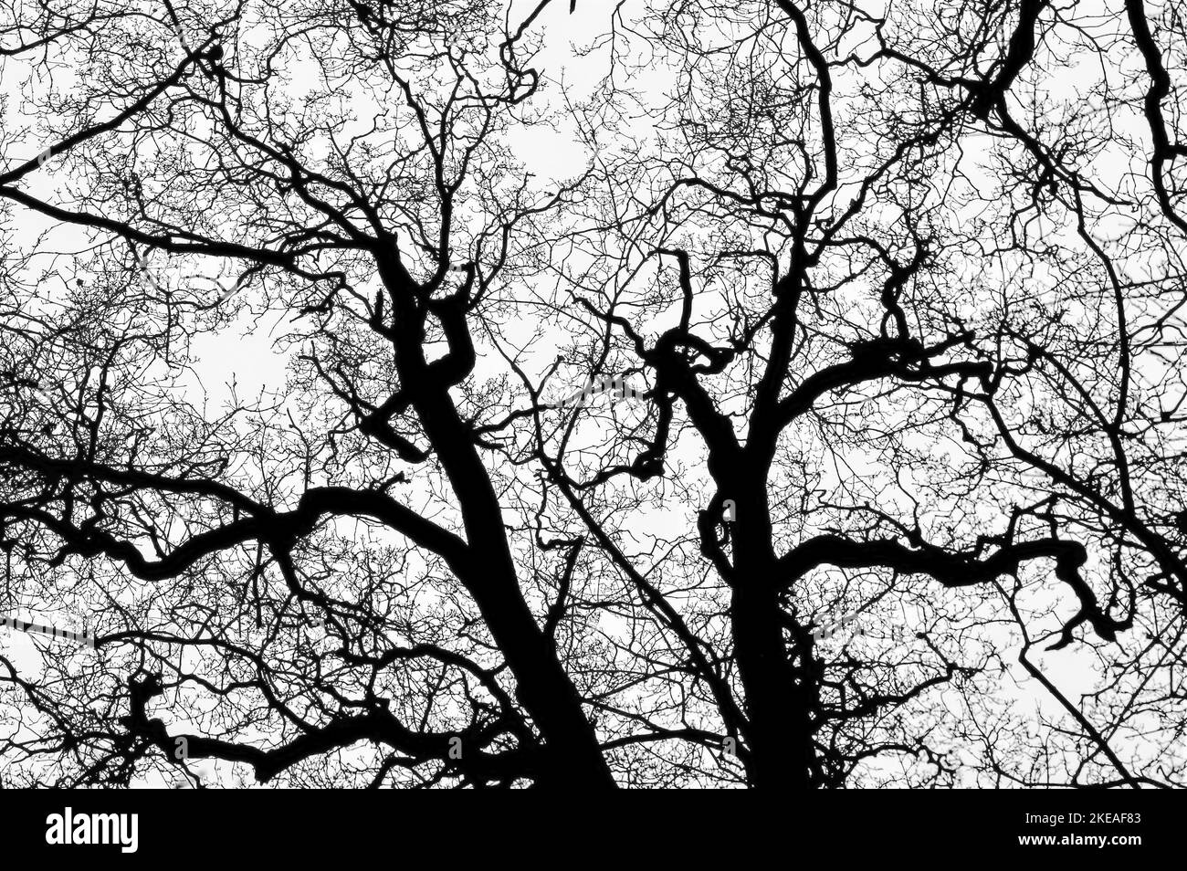 Bw tree hi-res stock photography and images - Alamy