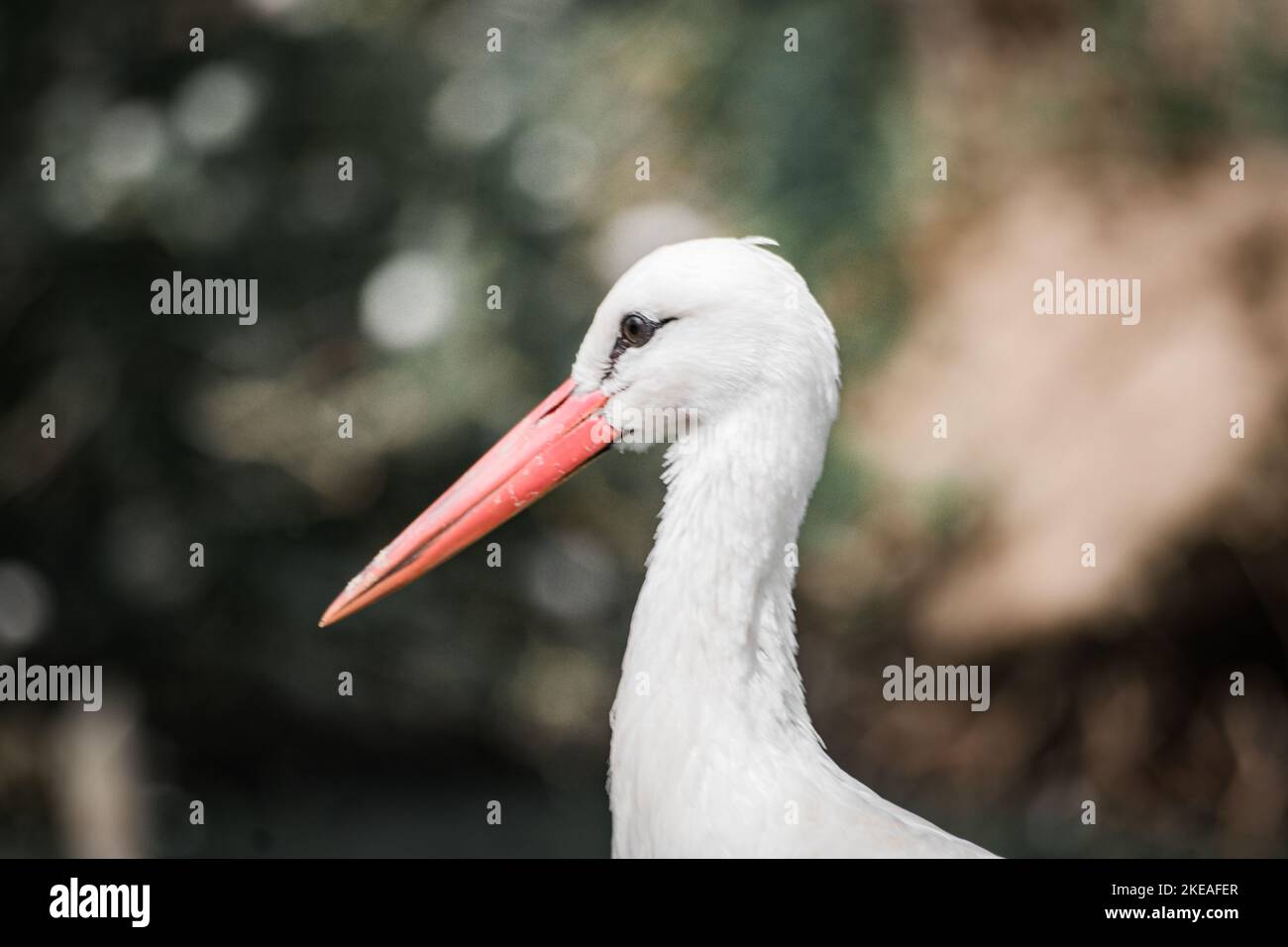 A closeup side portrait of an adorable white stork with a long red bill ...