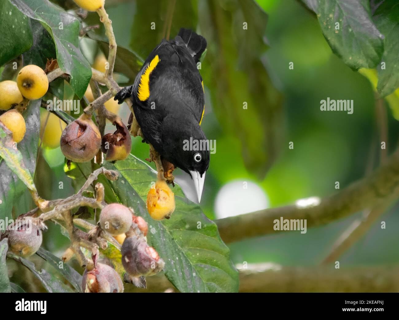 Fauna vertebrados hi-res stock photography and images - Alamy