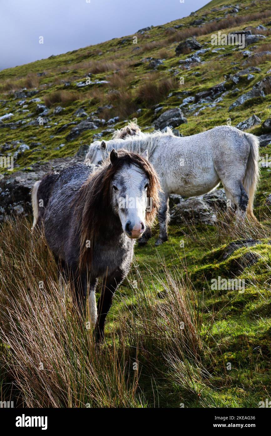 Snowdonia Carneddau wales mountains Stock Photo - Alamy