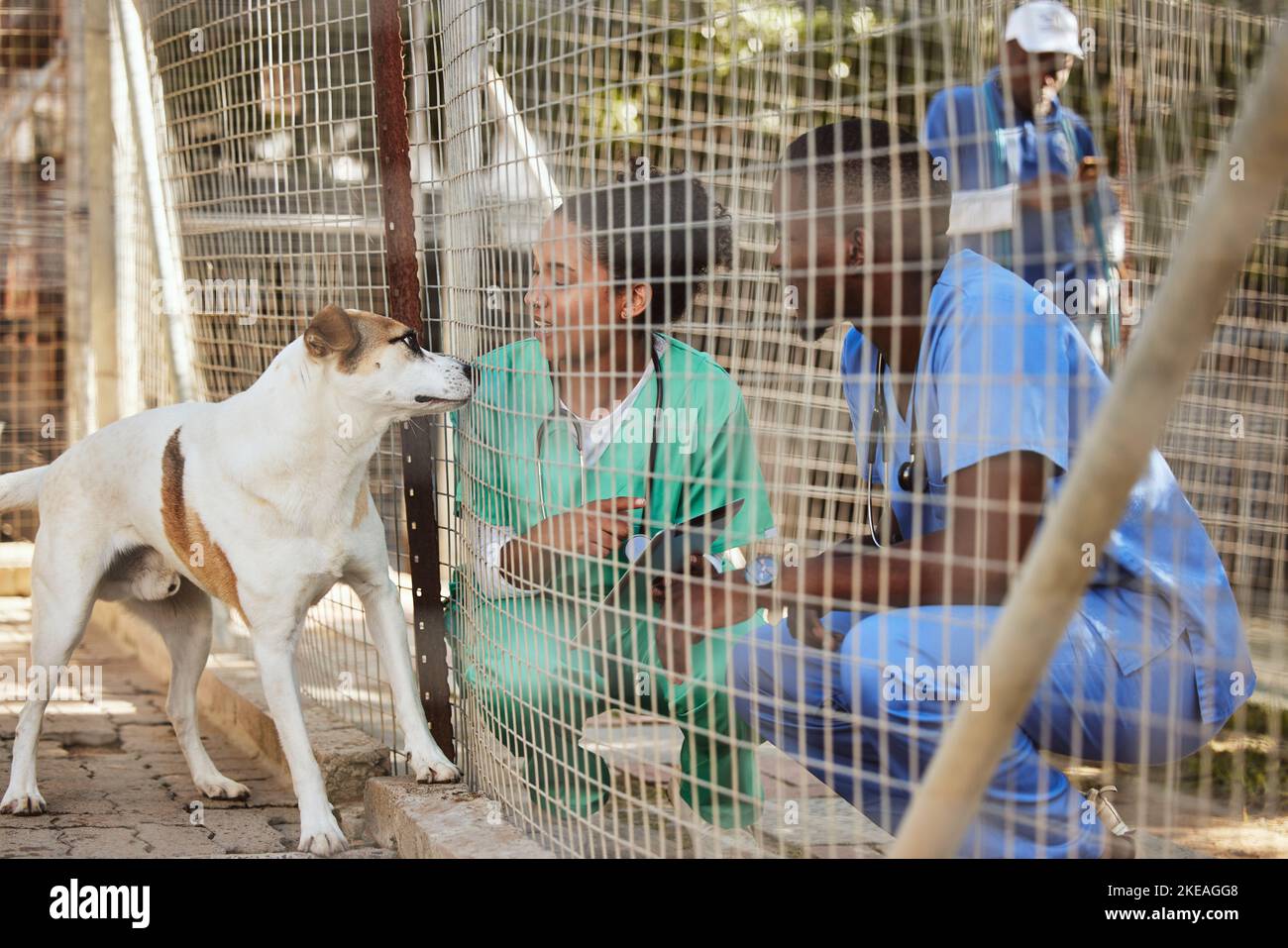 Veterinary doctors, dog and at animal shelter with volunteer, medical ...