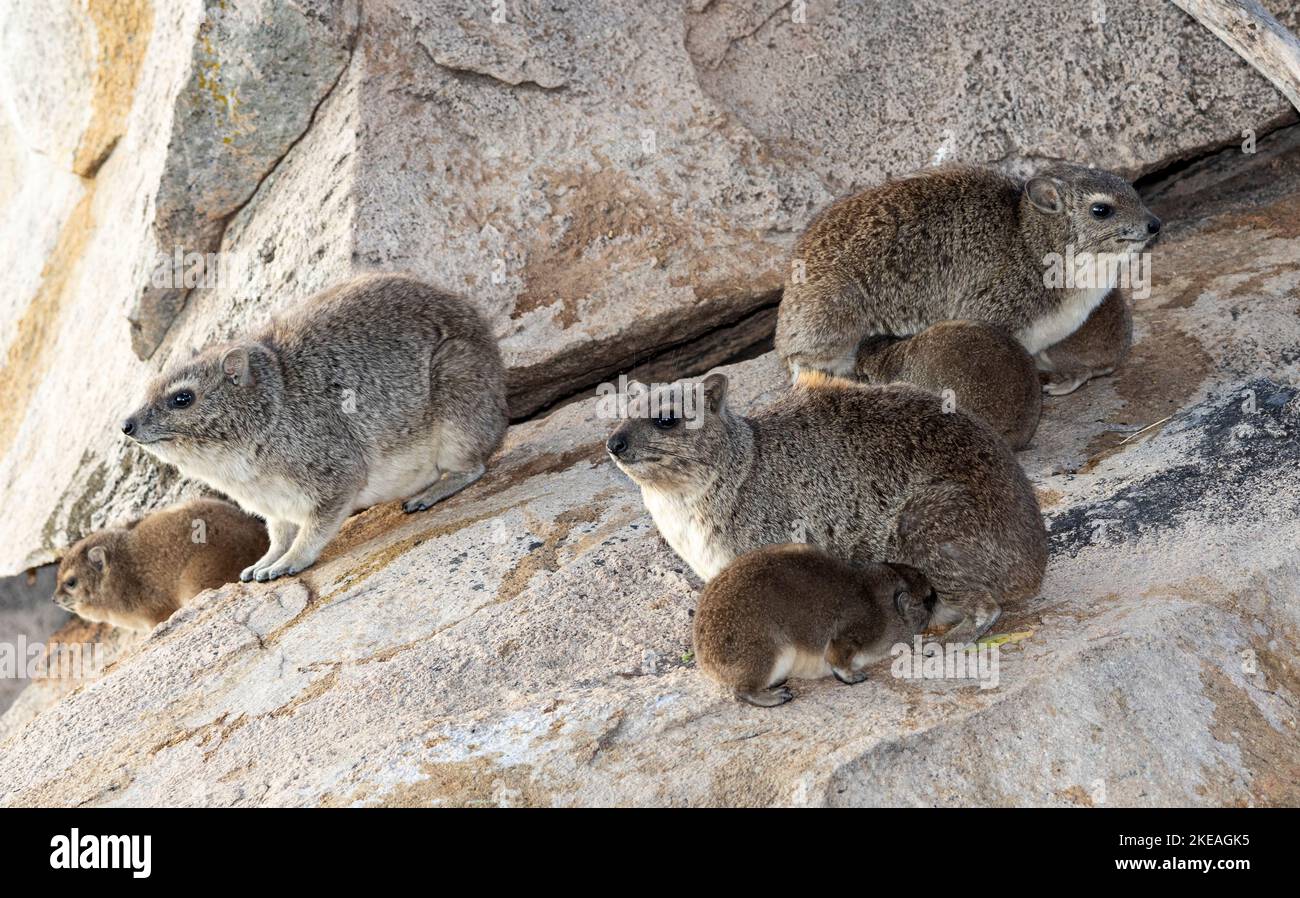 Female Bush Hyrax suckle their fast growing young. The hyper-active ...