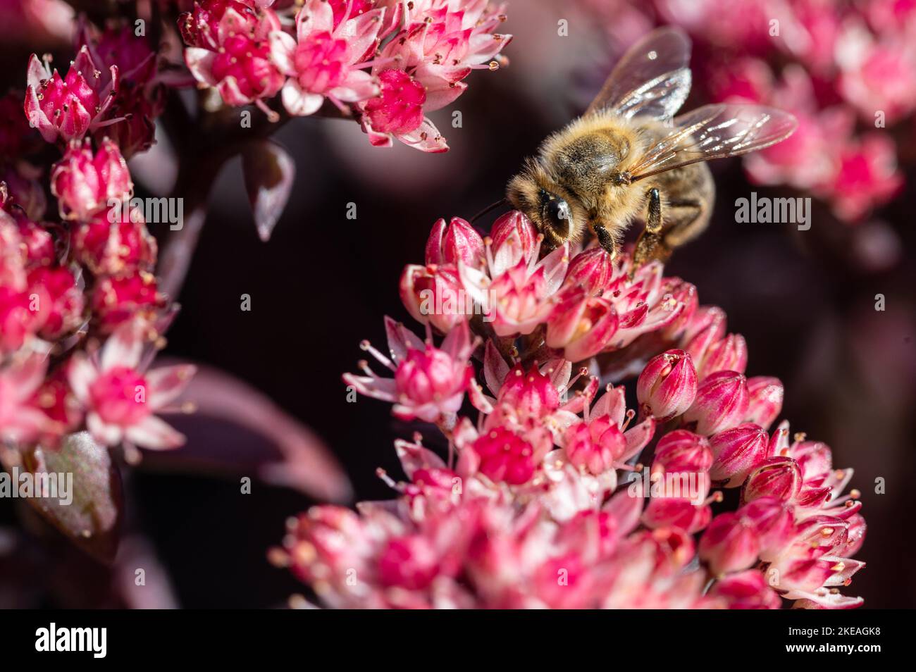 Bee collecting nectar on blooming hi-res stock photography and images ...