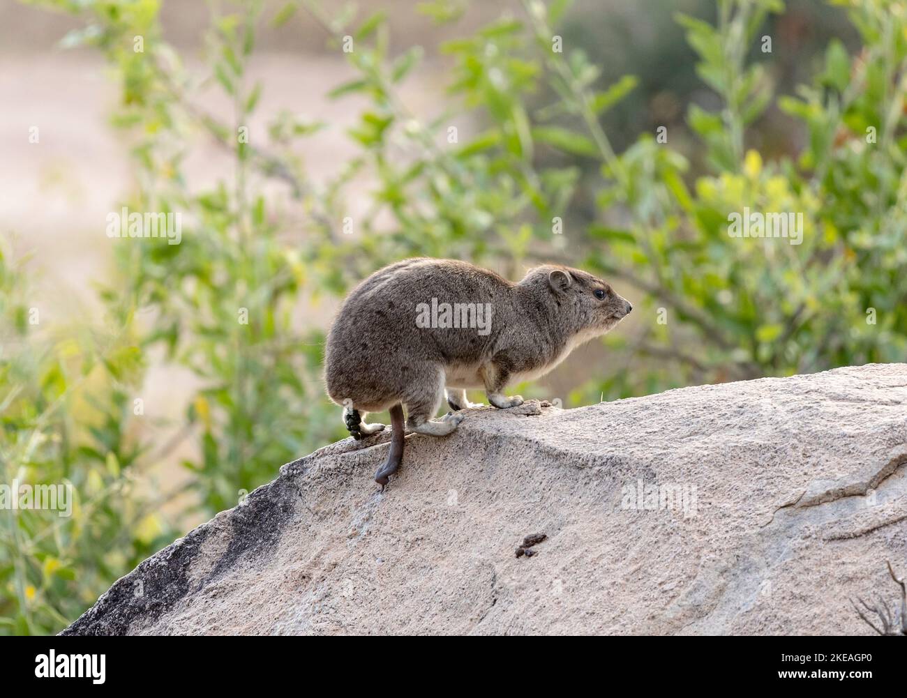 Such a noticeable display clearly shows the dominance of a male ready ...