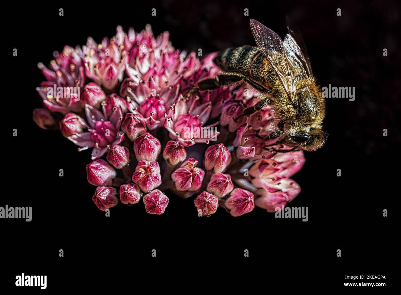 Bee collecting nectar on blooming hi-res stock photography and images ...