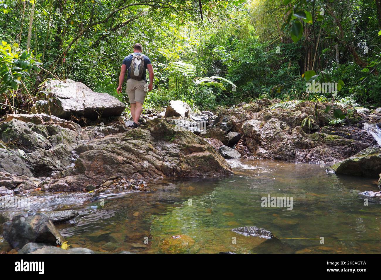 A single man hiking in the jungle of Puerto Rico Stock Photo - Alamy