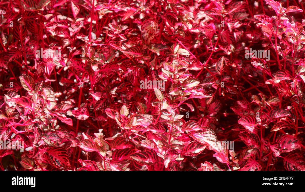 beautiful red leaves as background Stock Photo - Alamy