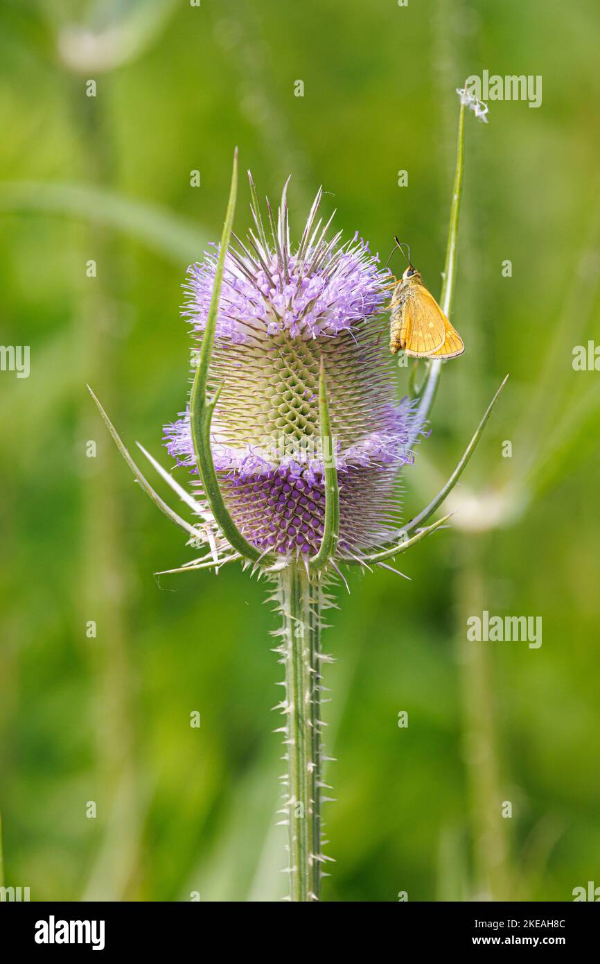 Wild teasel, Fuller's teasel, Common teasel, Common teazle (Dipsacus ...