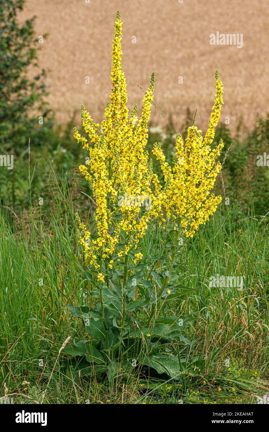 black mullein (Verbascum nigrum), blooming, Germany, Bavaria, Isental ...