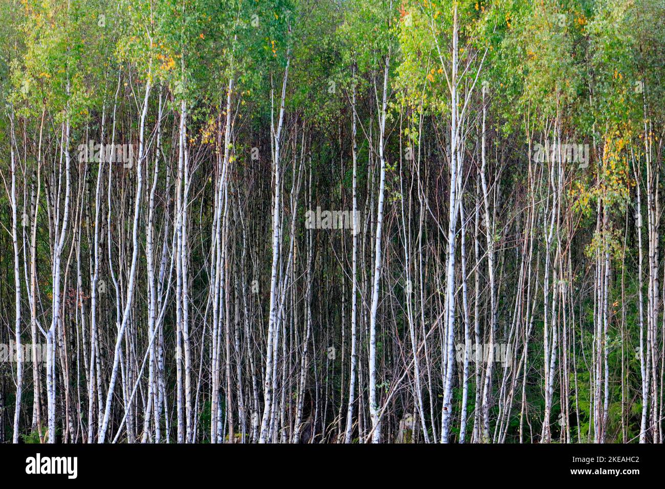 common birch, silver birch, European white birch, white birch (Betula ...